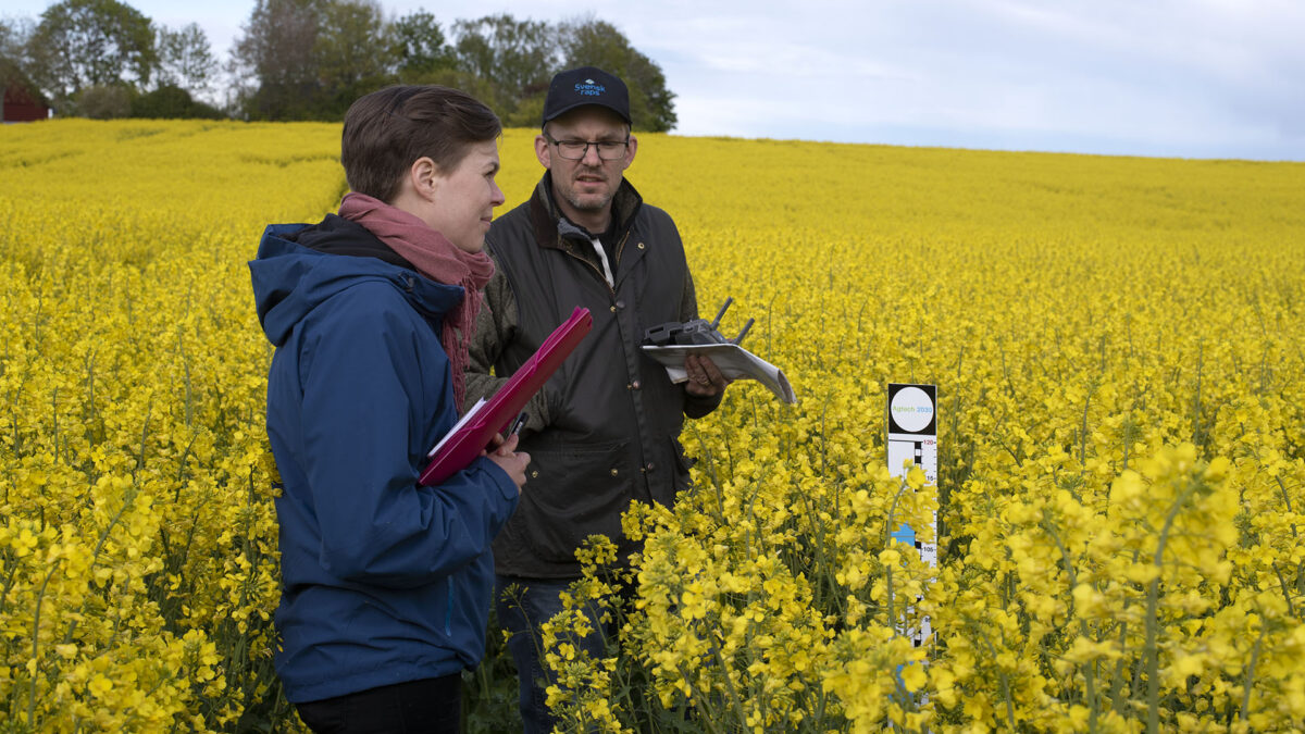 Detektering och bekämpning av rapsbaggar - Agtech Sweden